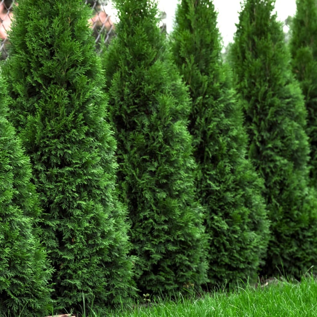 Trees + Shrubs - Zywiecs Garden Center